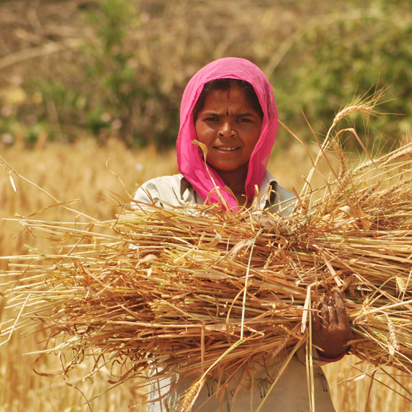 Tier 1 Programmes – Accessdev