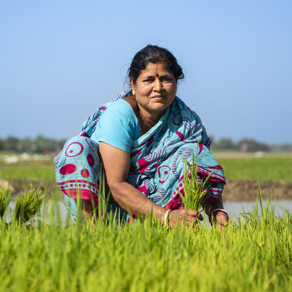 Tier 1 Programmes – Accessdev